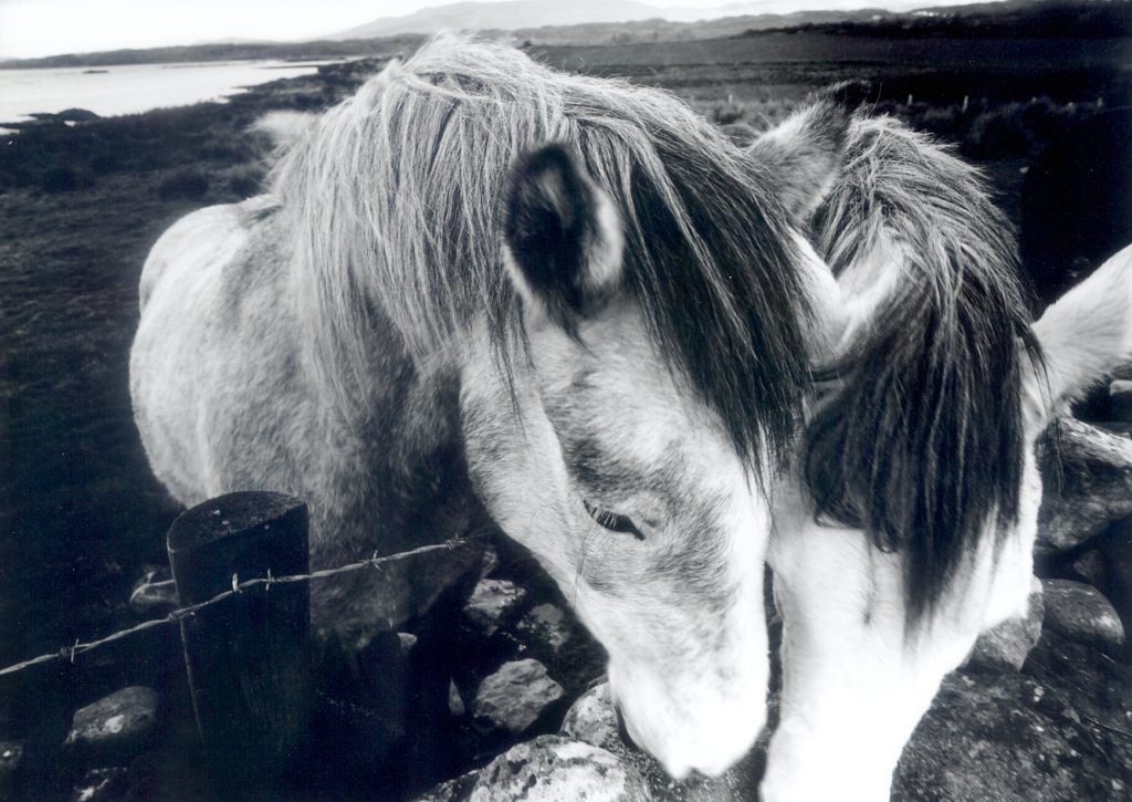 Donegal Horses (B+W) | Powers Fine Art Photography